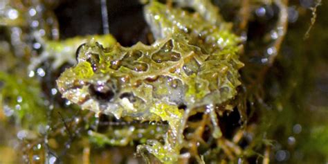 Real Monstrosities Mutable Rainfrog