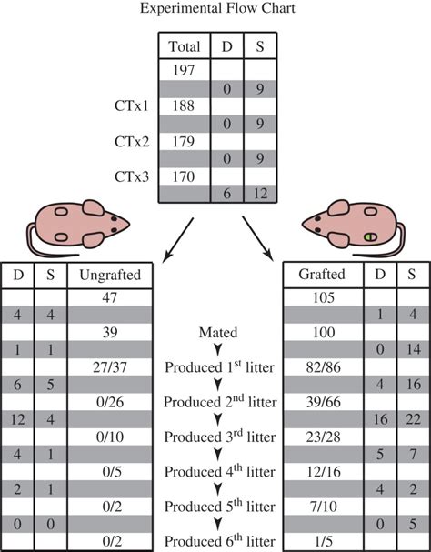 A Grafted Ovarian Fragment Rescues Host Fertility After Chemotherapy PMC