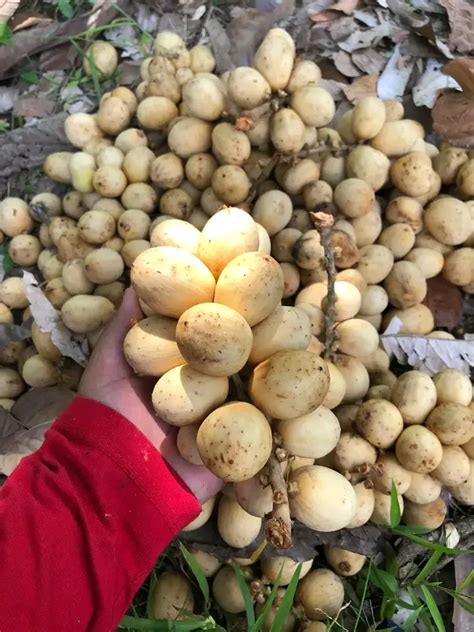 Mengenal Buah Langsat Si Kecil Berkulit Tipis Dengan Segudang Manfaat Jurnal Makassar