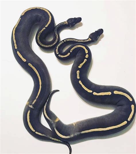 Black Pastel Ghi Ball Python By Vesper Ball Pythons Artofit