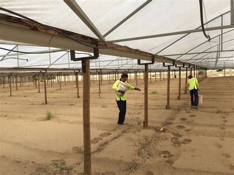 2017 Poultry Litter Biochar For Horticulture Farm Char