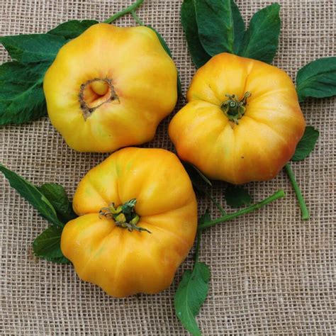 Serafima Illimán Garden