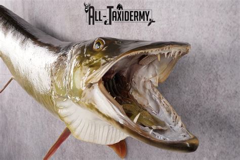 Muskie Taxidermy Mount Sku 2622 All Taxidermy