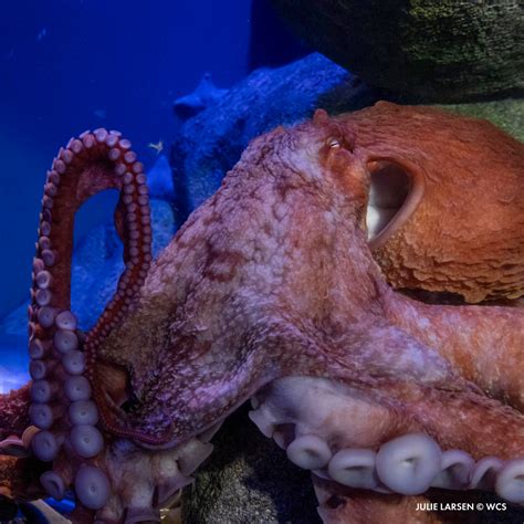 Octopus Nervous System