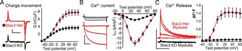 Stac3 Has A Direct Role In Skeletal Muscle Type Excitation Contraction Coupling That Is