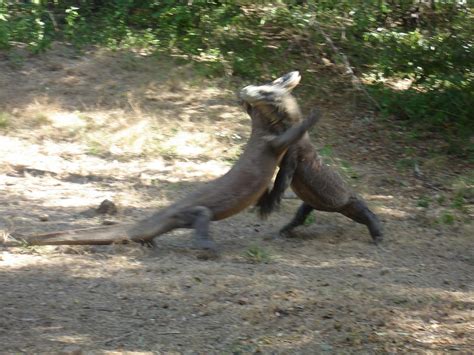 Nature And Science From Alb The Sex Life Of The Komodo Dragon