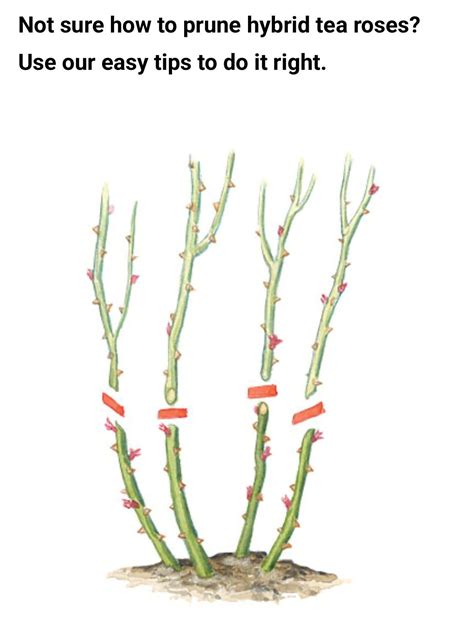 Winter Pruning Guide Gibbs Landscape Company