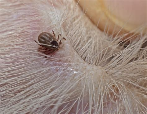 How To Safely Remove A Tick From Your Dog Newsweek