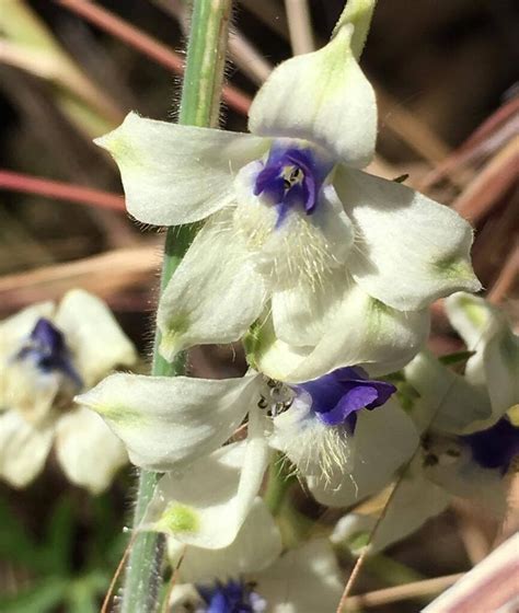 30 Popular Types Of Delphinium Pictorial Guide