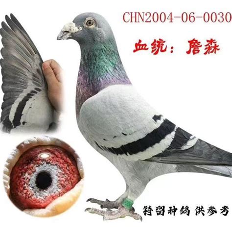 纯种公棚信鸽詹森红狐信鸽血统鸽种鸽幼鸽千公里实战信鸽成绩鸽的 阿曼多詹森子代小青年 一对高品质【图片 价格 品牌 报价】 京东