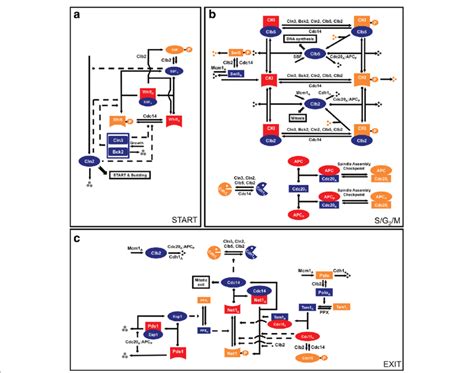Wiring Diagram Of The Budding Yeast Cell Cycle Network From 40 The
