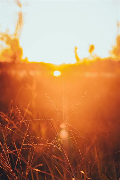 경치 경치가 좋은 고요한 골든 아워 노출 과도 농촌의 대기의 들판 따뜻한 음색 목가적인 빛나는 사진 예술 생생한 색상 수평선 시골 식물의 실루엣