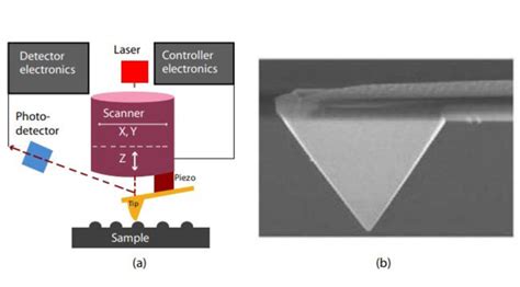 A Schematic Of A Typical Afm B Image Of The Cantilever And Probe