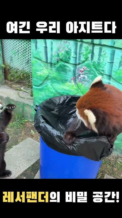 여긴 우리 아지트다 레서팬더의 비밀 공간 Youtube