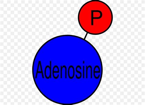 Adenosine Diphosphate Adenosine Triphosphate Pyrophosphate Png 456x596px Adenosine