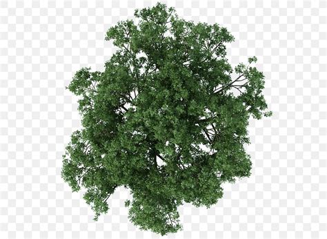 Tree Architecture Texture Mapping Png 800x600px Tree Animation