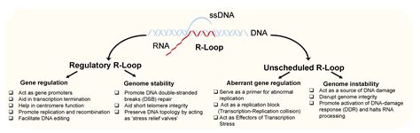 pathophysiological role and diagnostic potential of r loops in cancer
