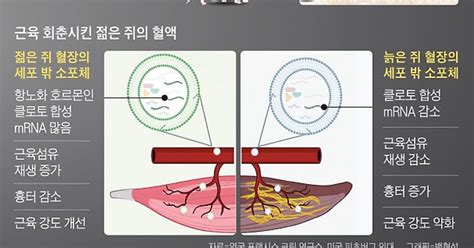 젊은 피 수혈하니 근육·뇌 쌩쌩…‘회춘의 묘약 나오나