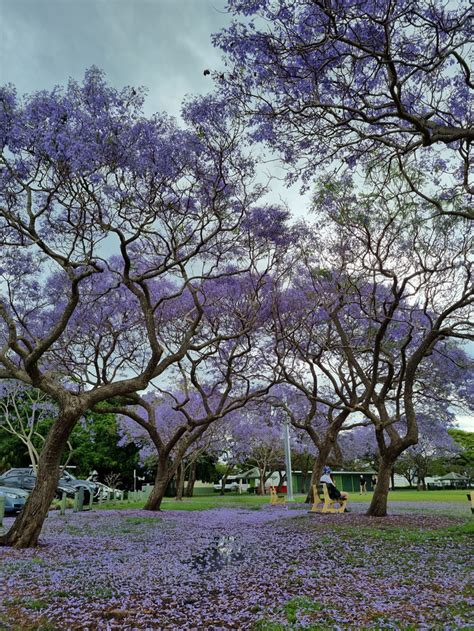 Brisbane S Wonderful Jacarandas The Travel Junkie