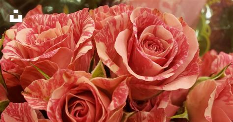 오렌지와 핑크 꽃잎 장미 사진 Unsplash의 무료 꽃 이미지