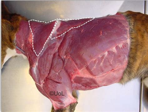 Forelimb Dissection Flashcards Quizlet