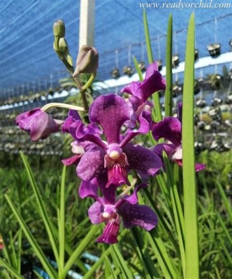 เจ้าพระยาไวโอเล็ต รุ่นตัดกิ่ง