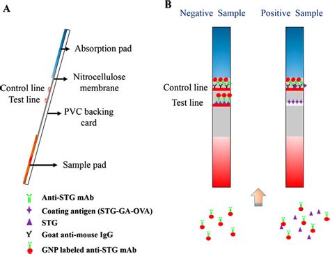 Principle Of The Lateral Flow Immunochromatographic Strip Detection
