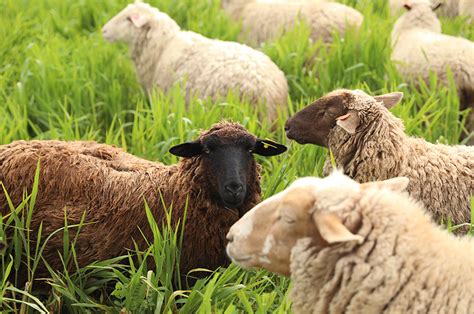 Mixed Crop And Livestock Farming