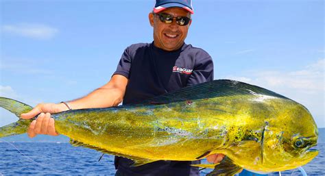 Lampuga De Los Sueños