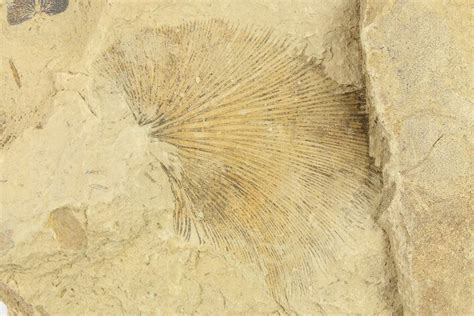 2 Pennsylvanian Fossil Seed Fern Cyclopteris Kansas 262505 For Sale