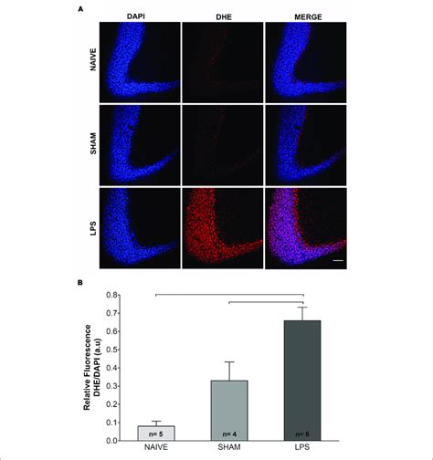 Photomicrographs And Fluorescence Ratio Of Reactive Oxygen Species In Download Scientific