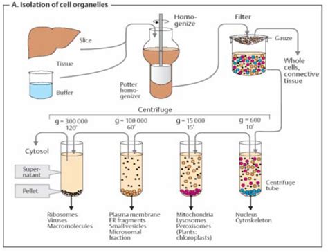 Differential And Density Gradient Centrifugation
