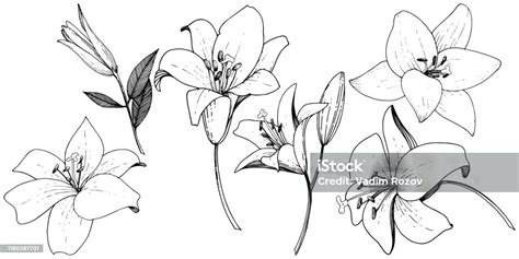 벡터 릴리 꽃 식물 꽃입니다 흑백 잉크 아트가 새겨져 있습니다 격리 된 백합 그림 요소입니다 백합에 대한 스톡 벡터 아트 및 기타 이미지 Istock