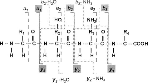 Typical Fragmentation Patterns In Tandem Mass Spectrometry Download