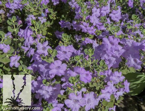Rio Bravo Plant