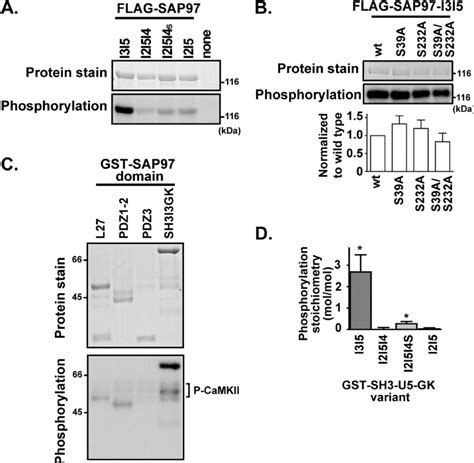 Preferential Phosphorylation Of The C Terminal Region Of Sap97 I3i5 By