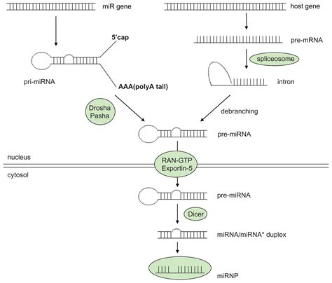 Computational Methods For The Identification Of MicroRNA Targets Abstract Europe PMC