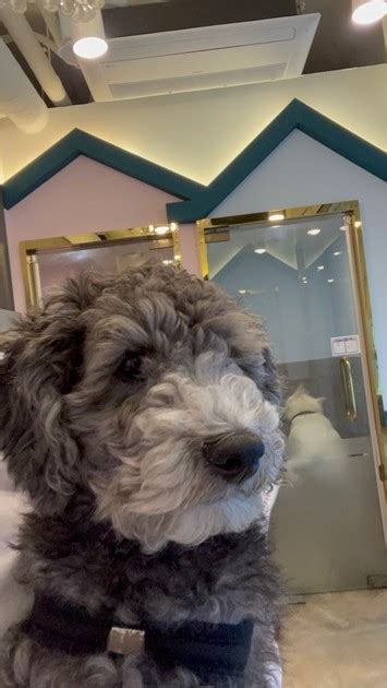 일산 2021 0225 푸들 구름이 책임분양 웰시코기 치와와 닥스훈트 고양이입양 요크셔테리어 토이푸들 유기견보호소 러시안블루 강아지입양 고양이입양 도그마루 보호소