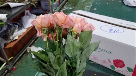 줄리에타 Youtube