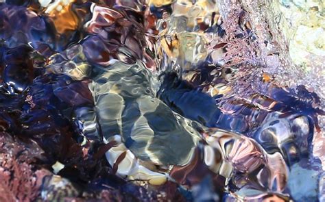 John Lister On Linkedin Excited To Be Launching A New Website Initially Of My Rockpool And Sea