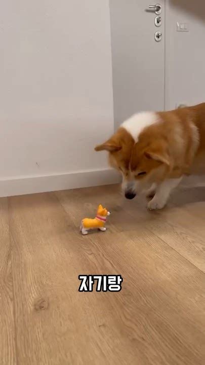 강아지는 왜 Youtube