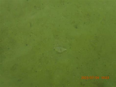 Single Shell Observed Among The Photographs During Benthic Survey In Download Scientific