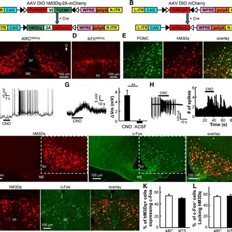 Selective Activation Of Pomc Neurons In The Arc Or Nts Using Dreadd Download Scientific Diagram