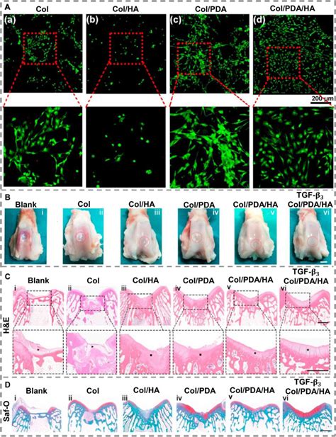 A Critical Review On Polydopamine Surface Modified Scaffolds In Musculoskeletal Regeneration Pmc