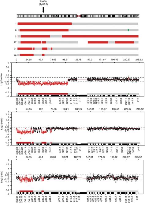 mapping of copy number losses by array cgh in chromosome 1 at the top