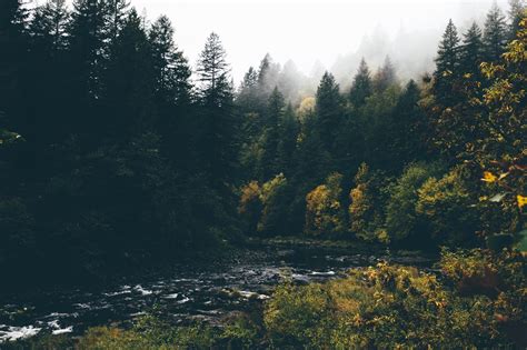 Forest Trees Wallpapers Wallpaper Cave