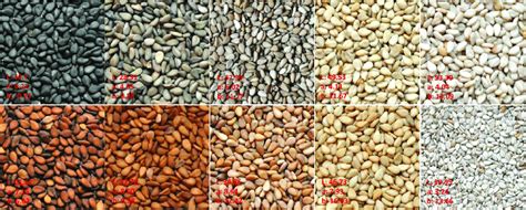 Seed Coat Color Variation In Sesame Association Panel Download Scientific Diagram