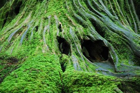 8 Oldest Plants In The World