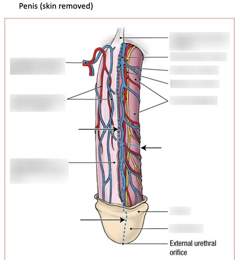 Pen S Diagram Quizlet