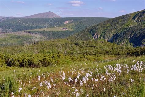 Flowers On Medow In Mountains Stone Forest Medow Photo Background And Picture For Free Download